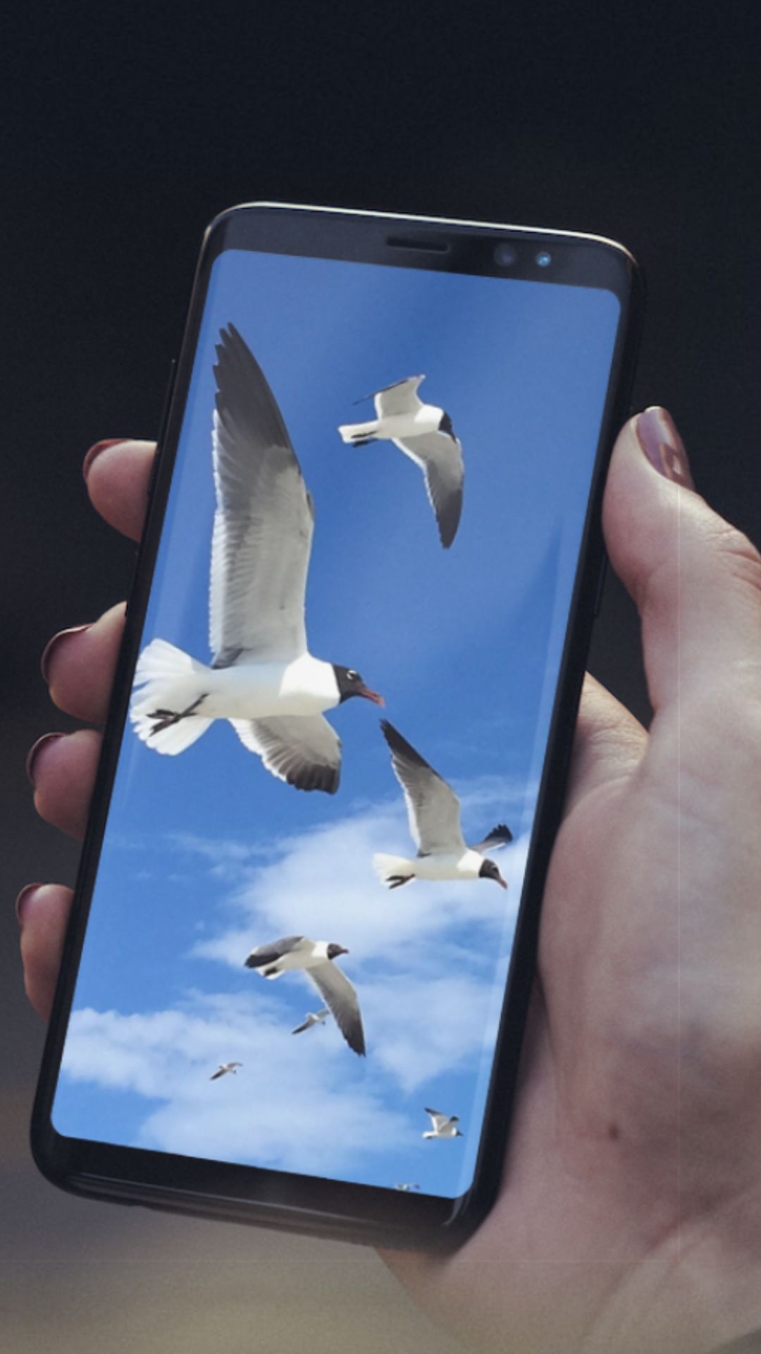 Smartphone Wallpaper - Flying Birds - Shop.sherylsabol.com